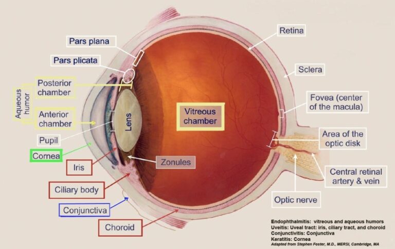 Guidelines for the Cleaning and Sterilization of Intraocular Surgical ...